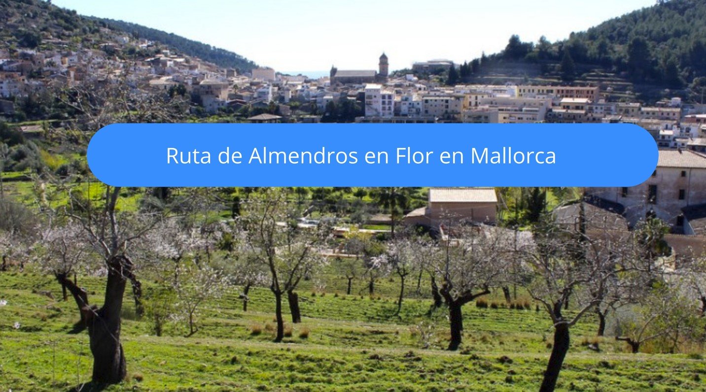 Almendros en flor en Mallorca: rutas y lugares | Click-Mallorca.com